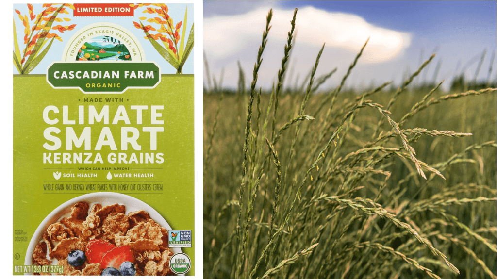 Cascadian Farm Climate Smart cereal – what’s the deal with Kernza ...